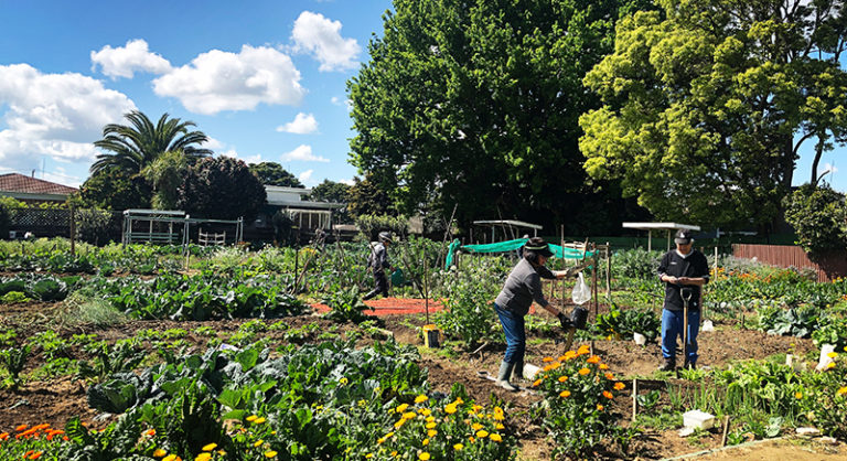Auckland Teaching Gardens | Our Gardens
